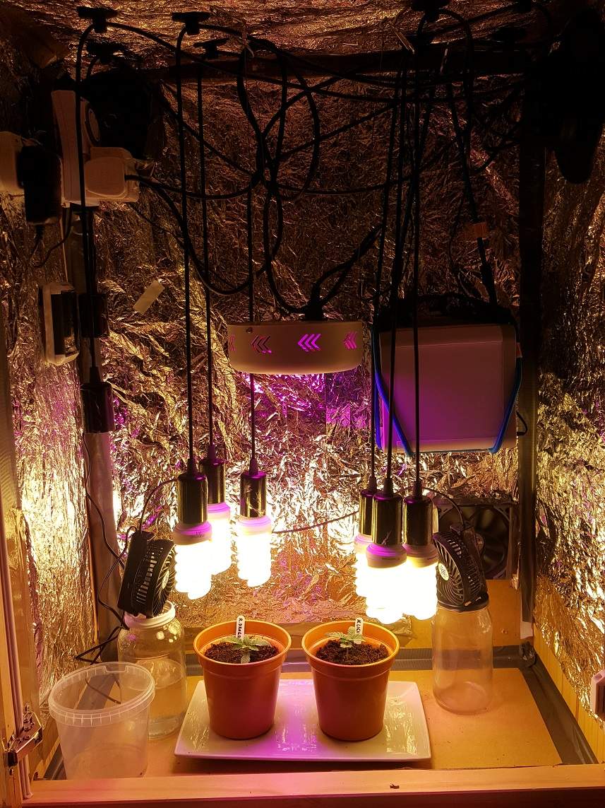 Barney's Farm Red Dragon grow diary (journal) week1 by Oldboy - GrowDiaries