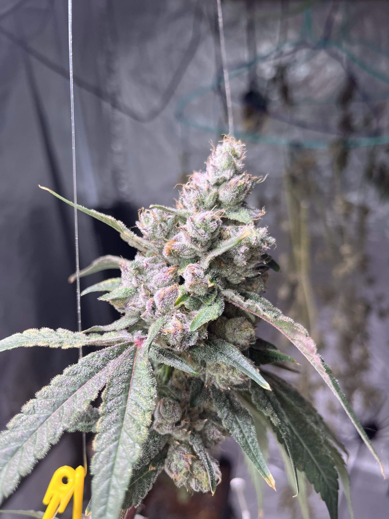 Cherrylicious / Solfire Gardens: photos - GrowDiaries