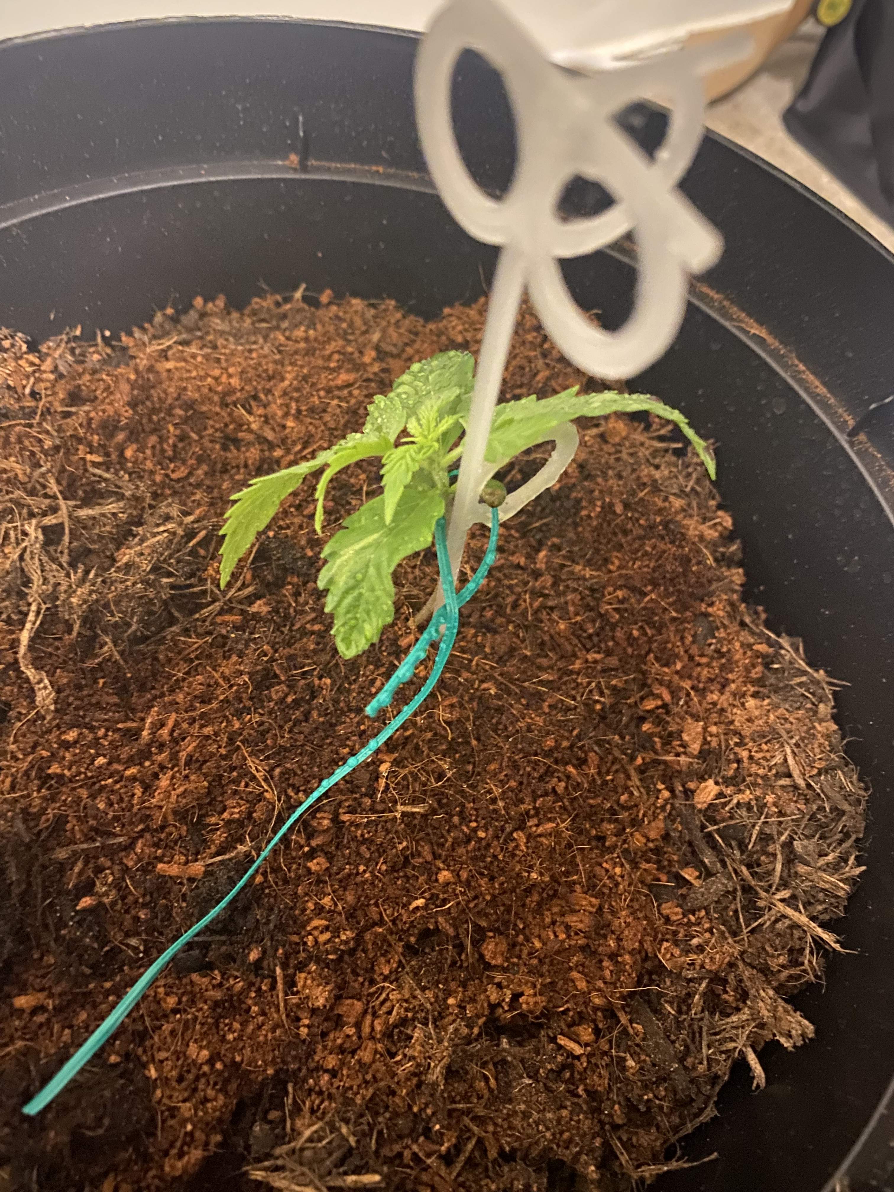 Early veg, she’s fell over grow question by Disorder2 - GrowDiaries