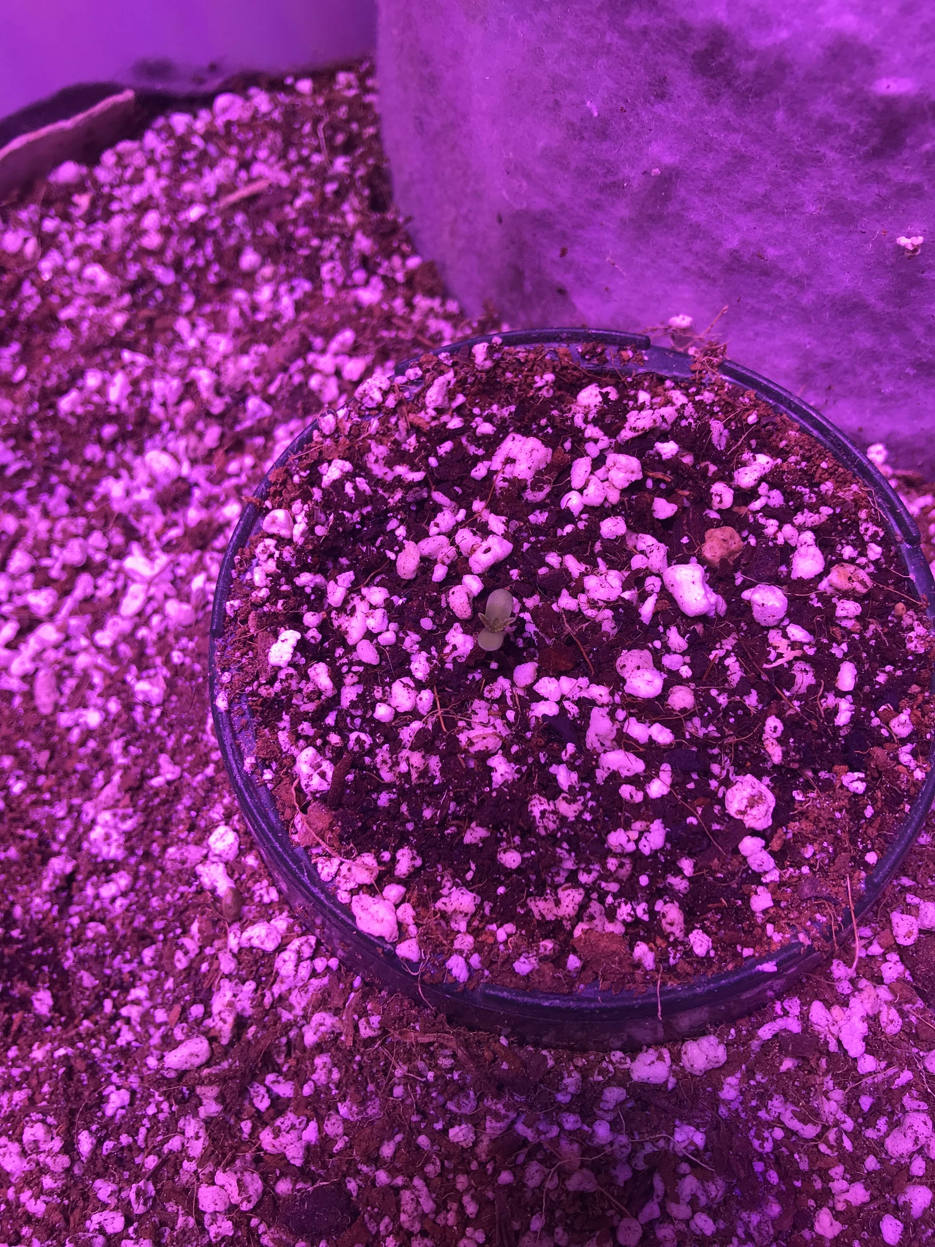 Mephisto Genetics Forgotten Cookies grow diary (journal) week1 by ...