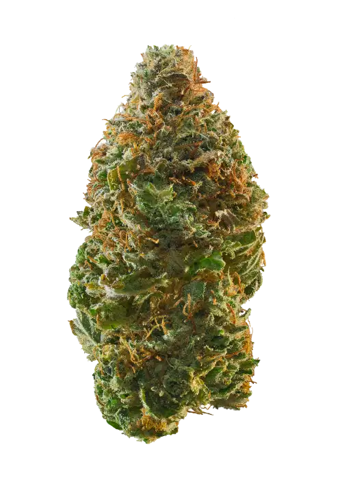 Hawaiian Snowcone Cannabis Strain Products - GrowDiaries