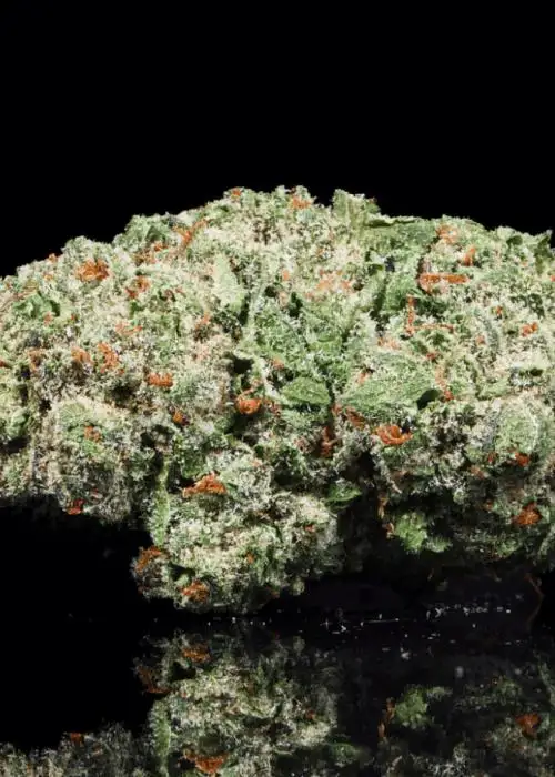 Fire Crotch Seeds by LIT Farms (Lost In Translation) - GrowDiaries