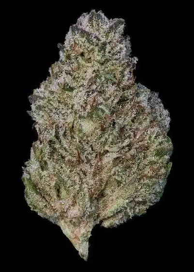 Kashmir kush Seeds by Maven Genetics - GrowDiaries