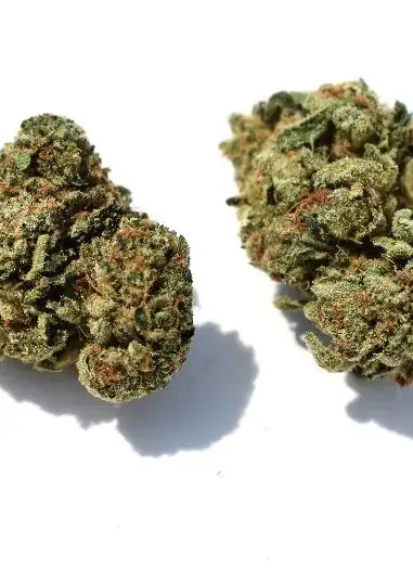 Cookie Runtz Cannabis Strain Information - GrowDiaries