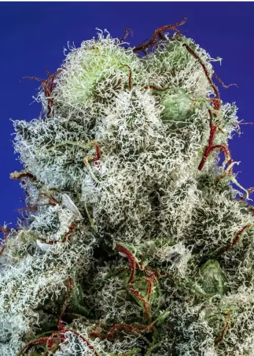 Sour Punch S1 Seeds by CopyCat Genetics - GrowDiaries