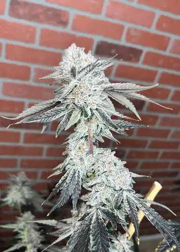 Frozen Jokerz Cannabis Strain Information - GrowDiaries