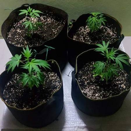 Citradelic Sunset, Citral Glue R1, End Game R2, Mandarin Sunset grow ...