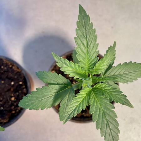 Indoor: Runtz XL Auto grow journal by Mattthew - GrowDiaries