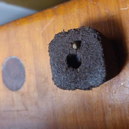 Fast Buds Cherry Cola Auto grow journal by Melbournegrown - GrowDiaries