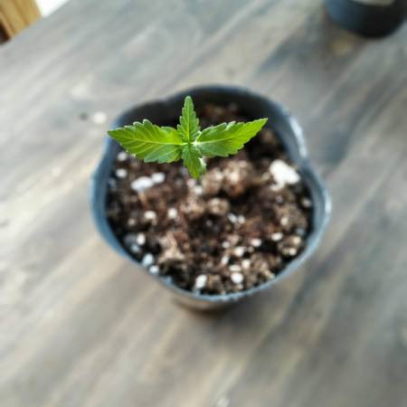 BSF Seeds Tangie grow journal by Rejupa - GrowDiaries