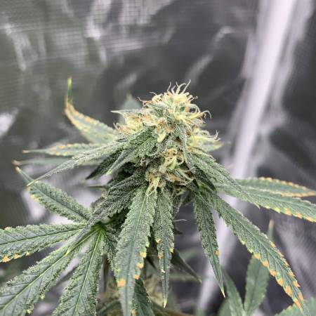 Ed Rosenthal grow journal by omglet2 - GrowDiaries