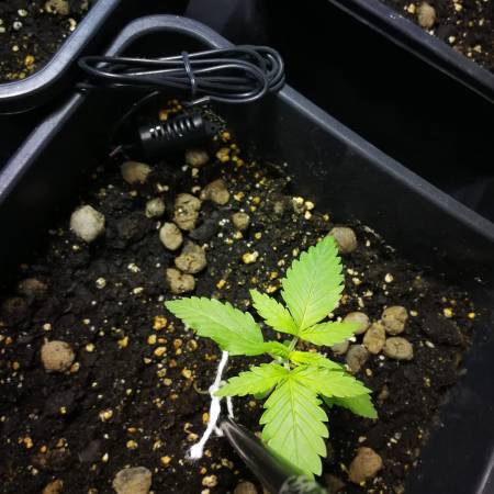 Amnesia Lemon :) grow journal by Awonabumbangbang - GrowDiaries