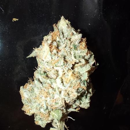 Orange Bud 2.0 grow journal by psychedelic_unicorn - Gro...