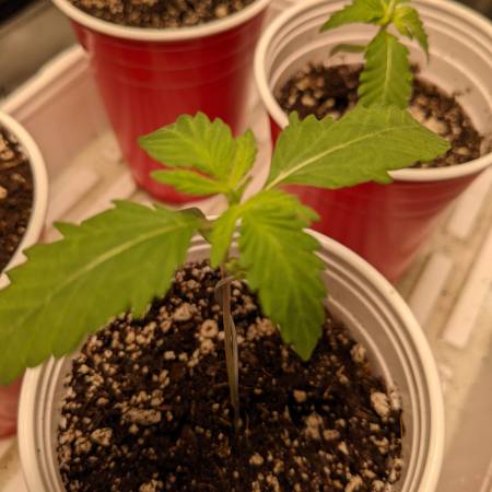 First Grow - Blue Dream Photoperiod grow journal by Skate_Dad - GrowDiaries