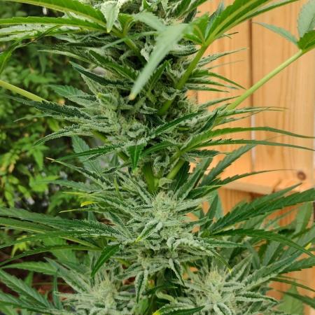 RQS, Cookies Gelato Auto grow journal by Atomo - GrowDia...