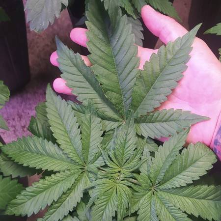 Moby-d grow journal by Gusweber - GrowDiaries