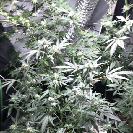 Peyote critical #2 grow journal by Hilltopflop - GrowDiaries