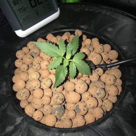 LSD 25 Auto - RDWC grow journal by Bakelsack - GrowDiaries