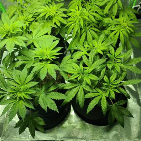 Skunk #1, Freedom Of Seed -, Freedom Of Seeds - Godberry, Gigabud grow ...