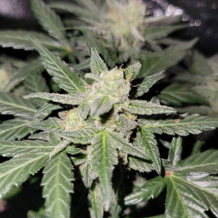 Custom Breeder & Strain I49 Seed Bank - Critical x Cream Cheese grow ...