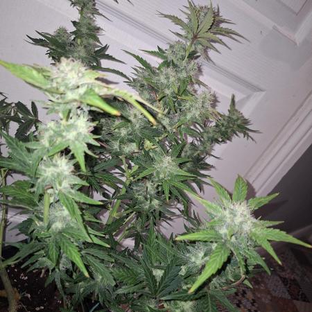 SKYWALKER OG AUTO grow journal by gottagrowsometime - GrowDiaries