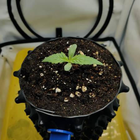 Reserva Privada Skywalker Kush grow journal by Sundancer - GrowDiaries