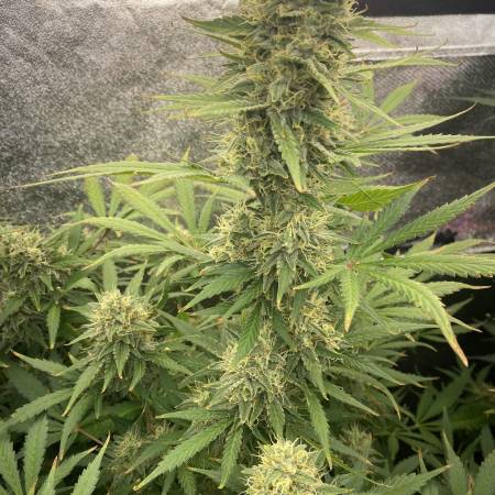 MSNL DTW Coco Drip, Fem-Auto, 4x4, 480W grow journal by DrDank864 ...