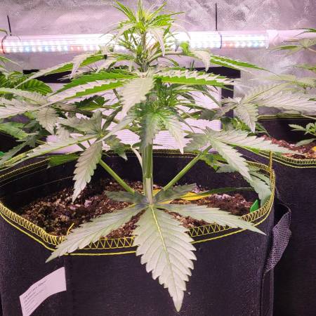 Zamnesia Seeds AK-420 Automatic grow journal by Bimaggel - GrowDiaries