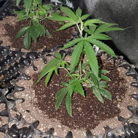 Blueberry Muffin, tropical runtz, Capulator – MAC 1 grow journal by ...