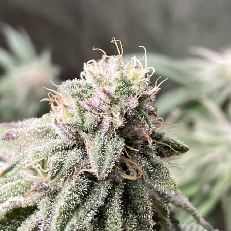 End Game R2, End Game R2, Grape Pupil grow journal by apjuan - GrowDiaries