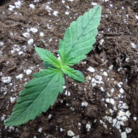Royal Queen Seeds Royal Critical Automatic grow diary (journal) by ...