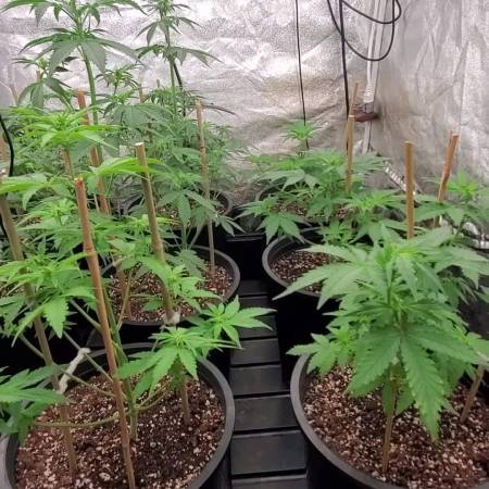 Magic Melon Mike's grow journal by Jiriaya420 - GrowDiaries