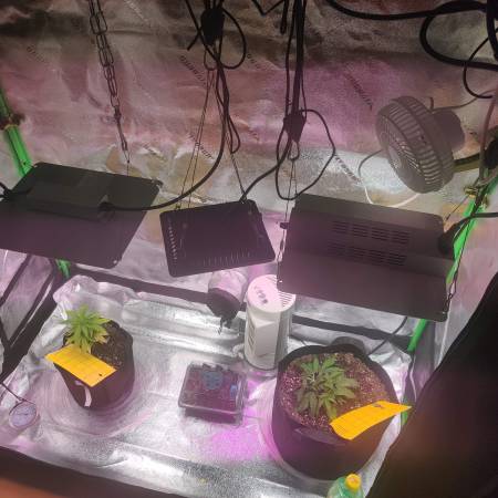 Vibes#3 Native Sun Genetics grow journal by Gmailmcfacebook - GrowDiaries