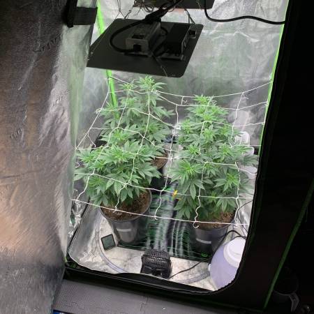 Custom Breeder & Strain Super Sherb grow journal by DeeOPeeE - GrowDiaries