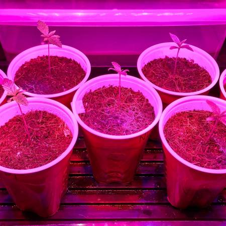 Double Grape Auto grow journal by MountainTerps - GrowDiaries