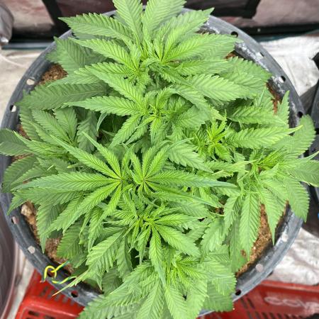 Permanent Bluez IZI Seeds Grow contest grow journal by Rangaku ...