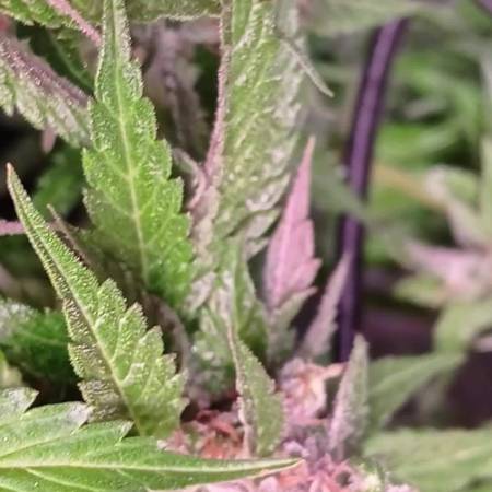 Watermelon Candy Zamnesia grow journal by Neffets - Grow...