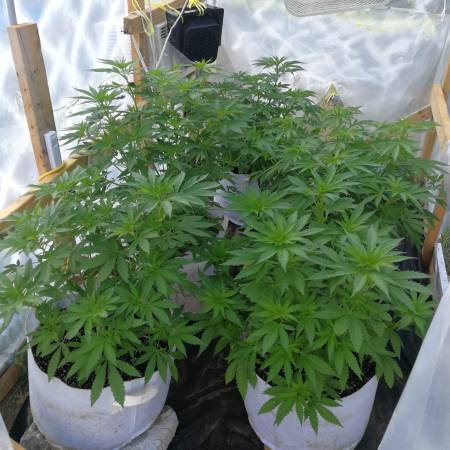 Canuk Seeds Canuk Cookies grow journal by Mouckey - GrowDiaries