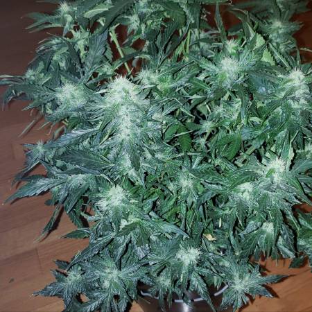 MSNL Big Bud Autoflower grow journal by MaxHar82 - GrowDiaries