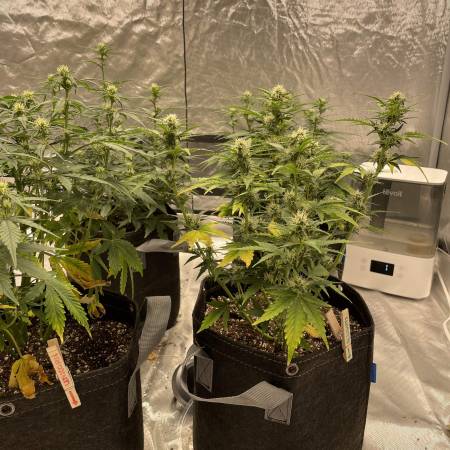 Northern Light Auto ILGM grow journal by TeebeedeeVT - G...
