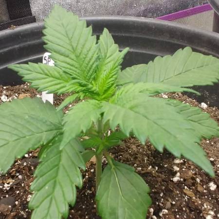 Fast Buds Strawberry Pie Auto grow journal by iMeus - GrowDiaries