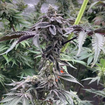 ETHOS Genetics Grape Diamonds R2 grow journal by ...