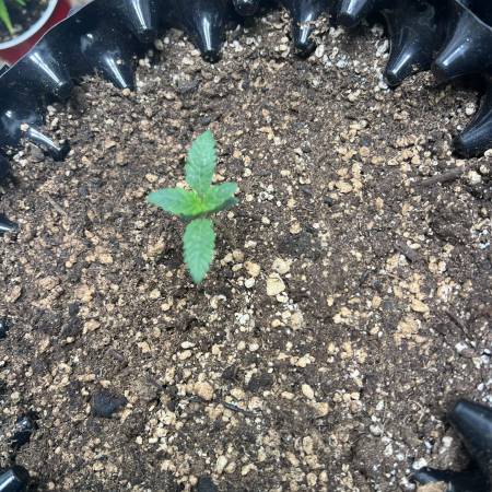 Bahama Bussdown in SoHum grow journal by Oerpheus - GrowDiaries