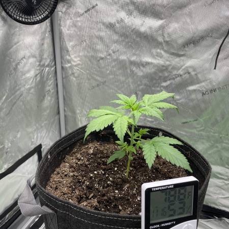 GCS - Critical Purple Auto grow journal by frendofthedevl - GrowDiaries