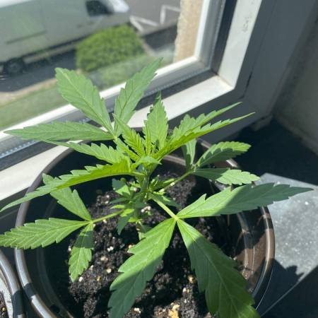 Ministry of Cannabis Auto Blue Amnesia grow journal by PoorGrower ...