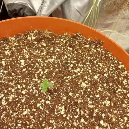 Royal Queen Seeds breeder. Seed bank info - GrowDiaries