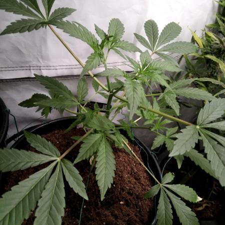 Green House Seed Co. Guava X Gelato #41 Auto grow journal by ...