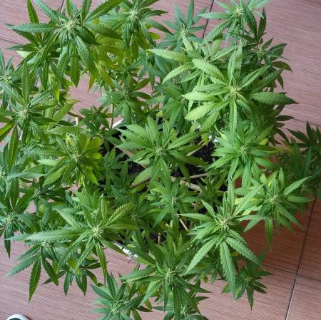 lsd auto grow journal by berow - GrowDiaries