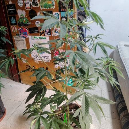 Pisthash 1 grow journal by Growedbypepper - GrowDiaries