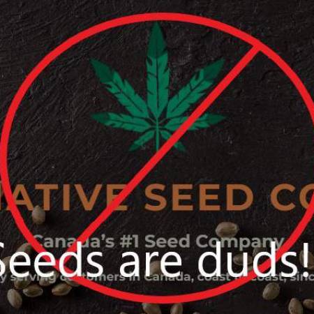 Strawberry Cough-Feminized-Native Seed grow journal by Puffy_Clouds - GrowDiaries